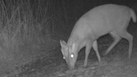 Camera Trapping - How Hill Trust